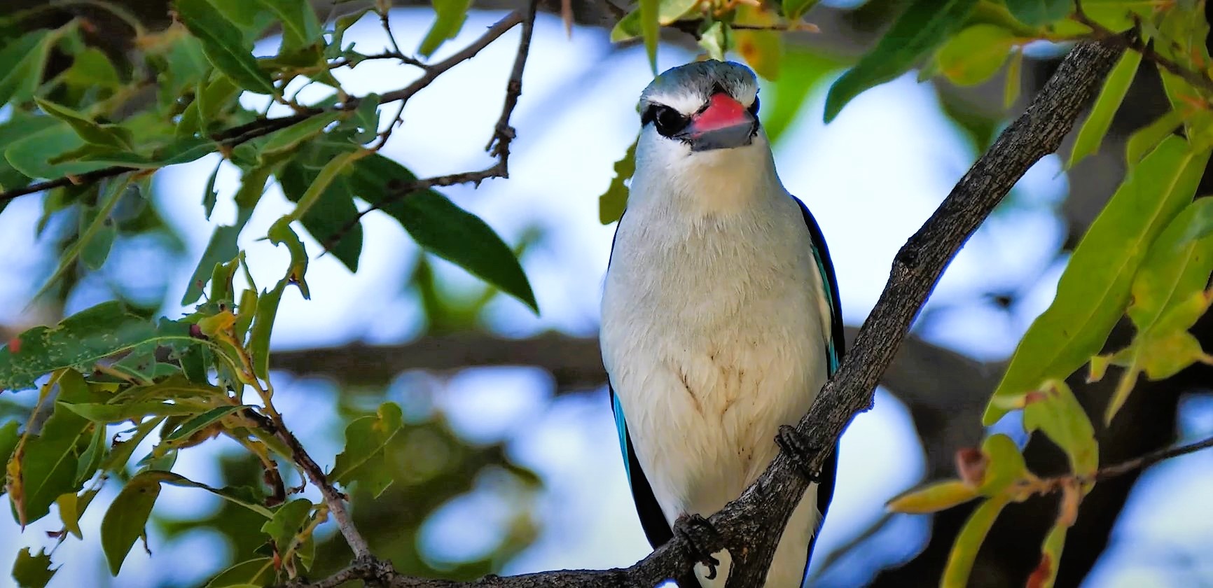 All-inclusive 16-Day Birdwatching and Uganda's Wildlife Adventure