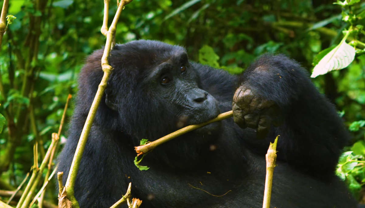 Uganda National Parks | Wildlife Tours & Safaris | Activities