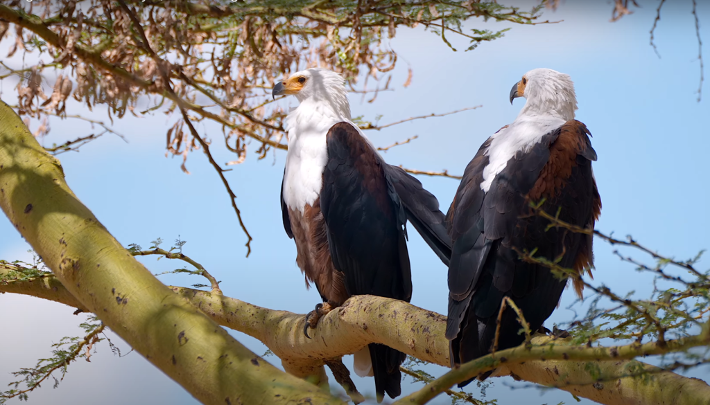 7-Day Birdwatching and Wildlife Adventure