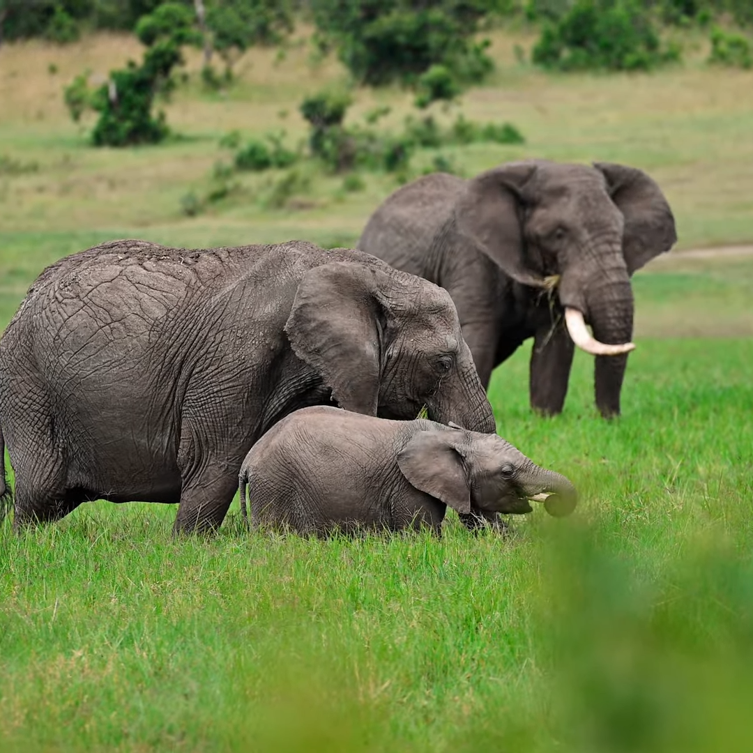 Masai Mara Self-Drive Safaris: First Impressions & Sense of Place
