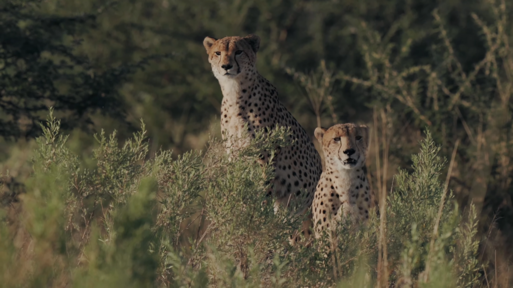 All-Inclusive Botswana Safari Tours and Vacation Packages Guide