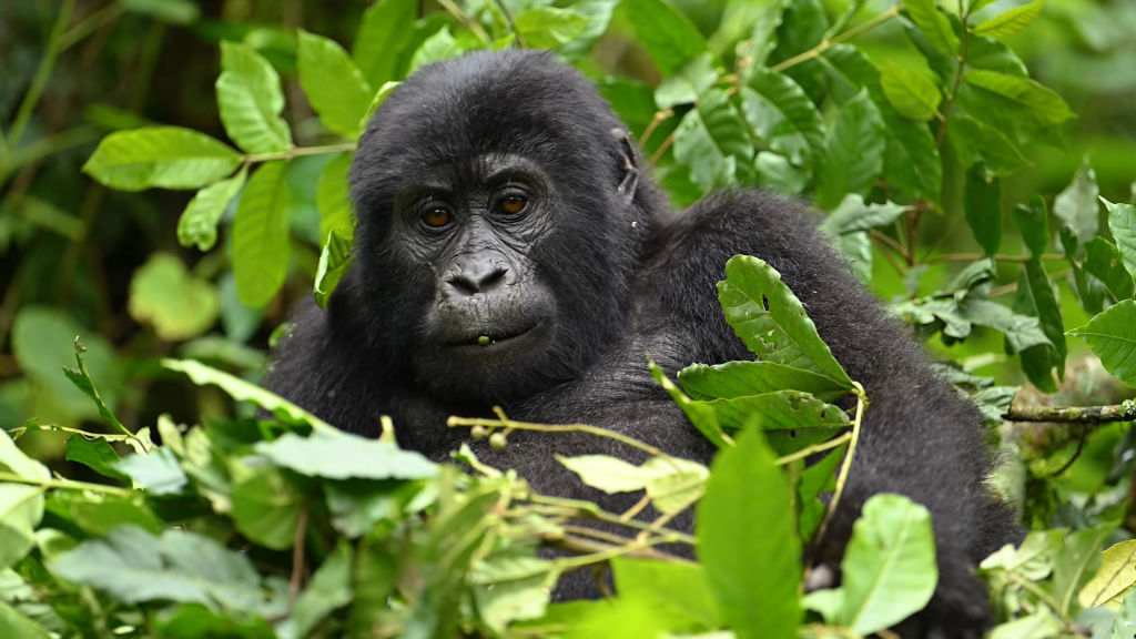 Africa Mountain Gorillas: Habitats, Behavior & Trekking Information