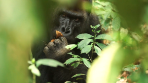 Western Lowland Gorilla Primates: Facts, Habitat, & Conservation