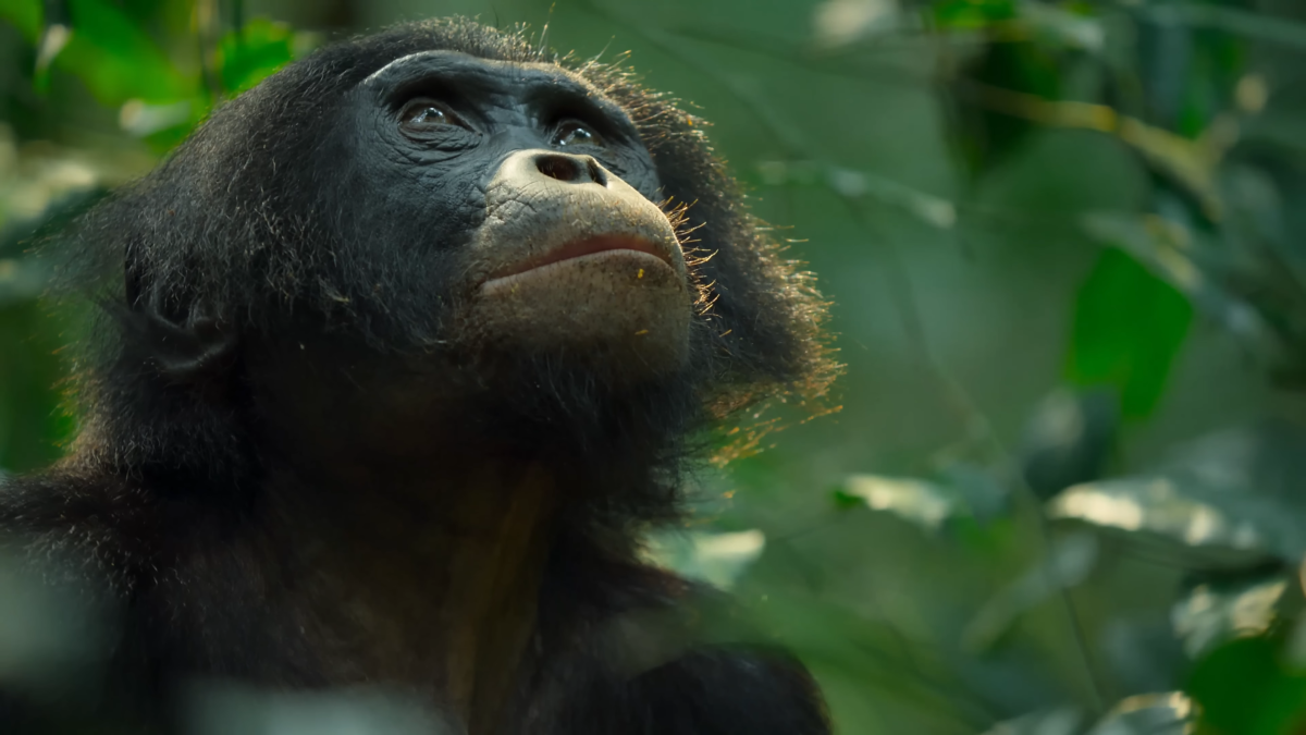 Bonobos African Great Apes: Congo's Gentle Giants Detailed Facts