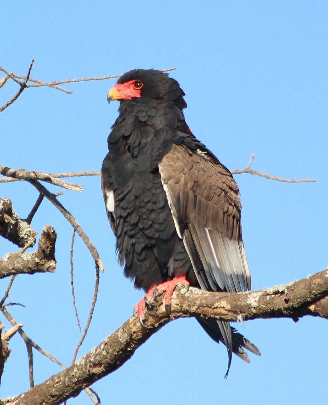 Exclusive Tanzania Birding Tours: Packages Guide for Birdwatchers