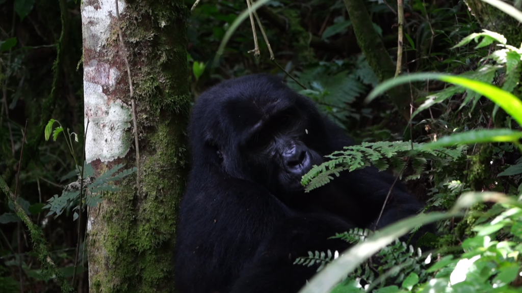 Fly-in Gorilla Trekking Tour from Kigali, and Botswana Safaris