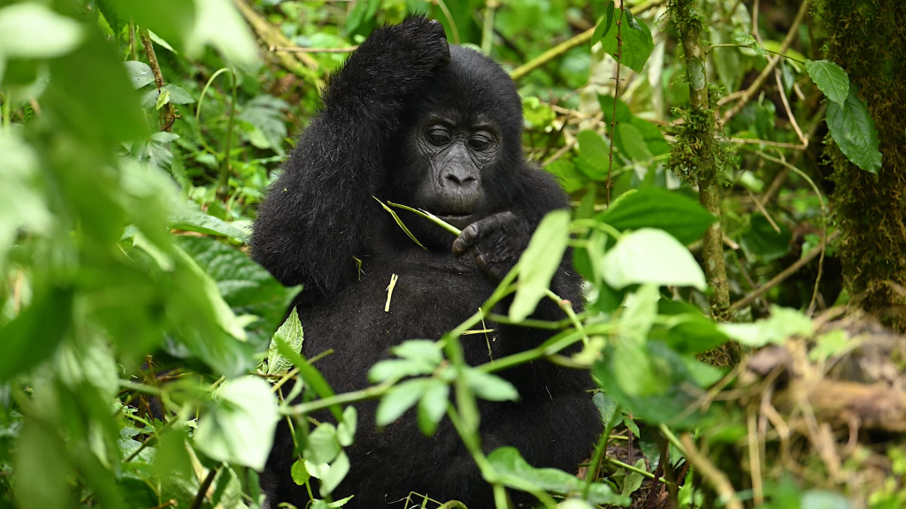 Gorilla Families in Uganda & Rwanda (2025): Best Groups to Visit